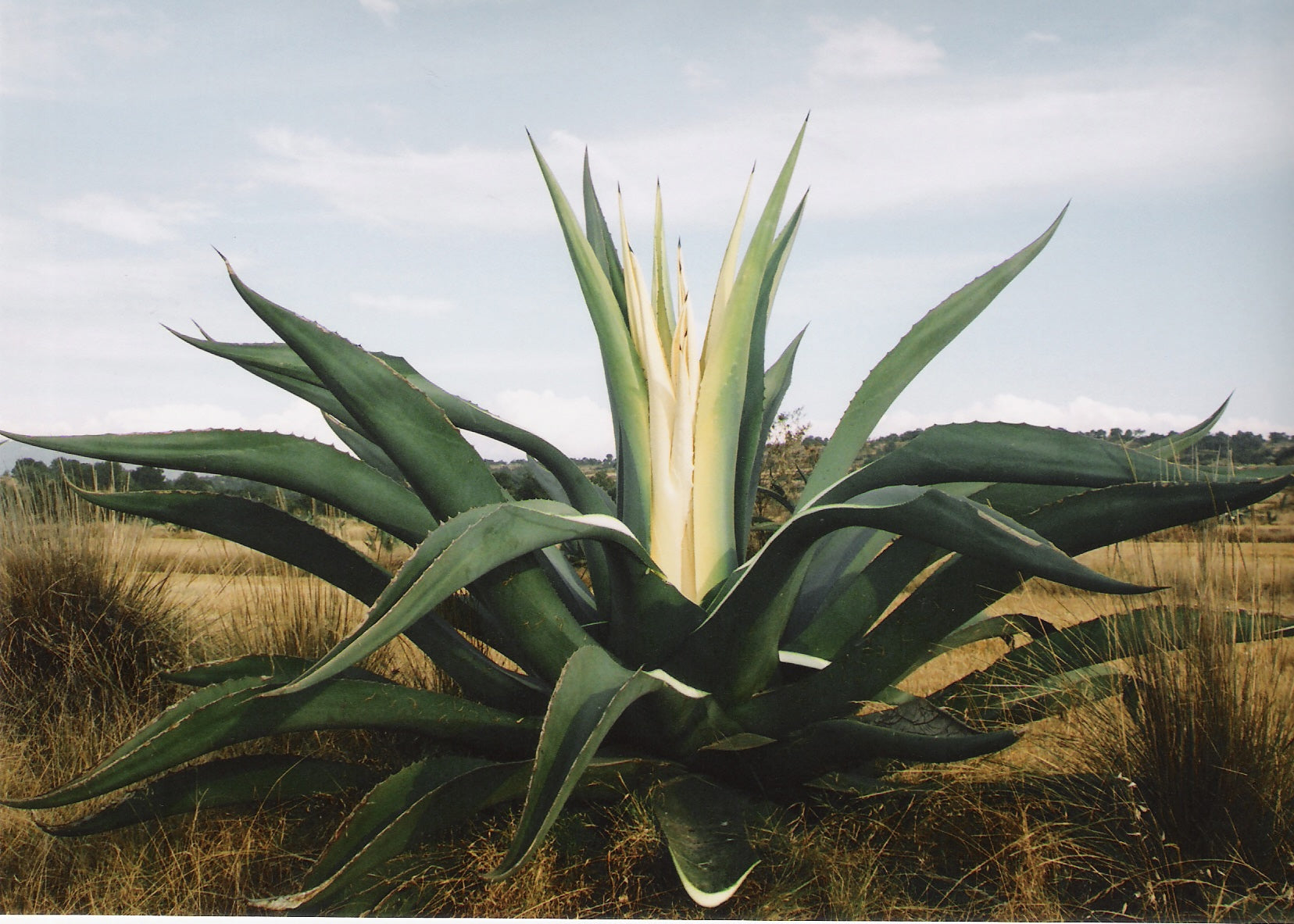 MIMEX, vitaminas, salud, maguey, concentrado, alimento